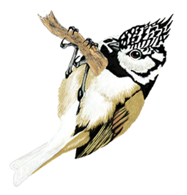 Reet Rea-Smyth – Looma-, linnu- ja loodusjoonistused